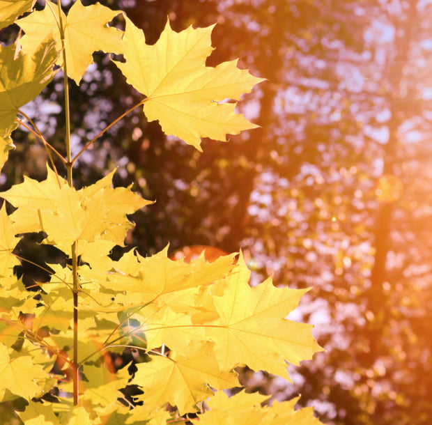 SEPTEMBER: A WINNING MONTH FOR GOLD